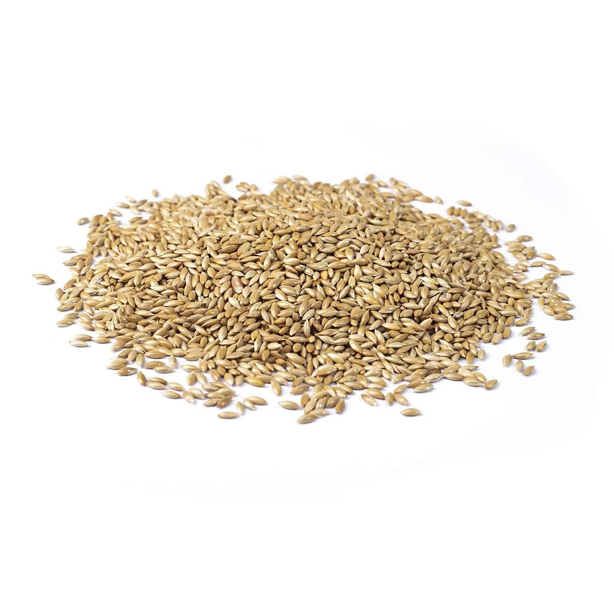 Semilla de alpiste | Granos de alpiste | Frutos & Semillas